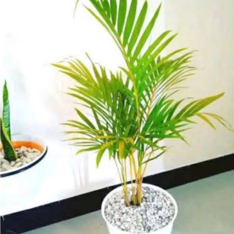 Jual Tanaman Palem Pinang Kuning - Pinang Untuk Tanaman Interior Dan ...