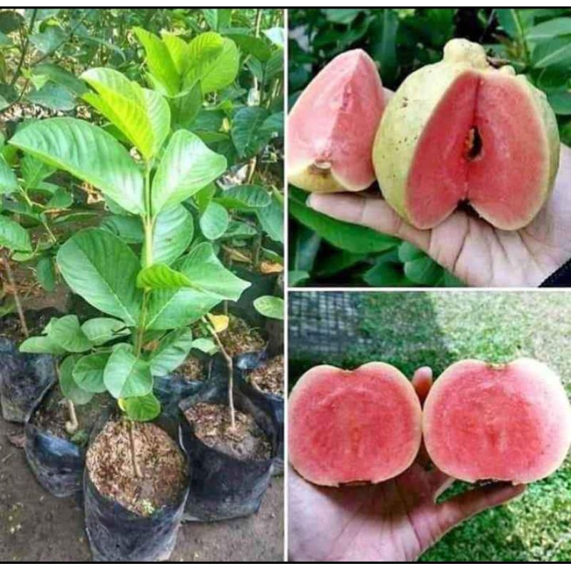 Jual bibit tanaman buah jambu kristal merah tanpa biji valid okulasi ...
