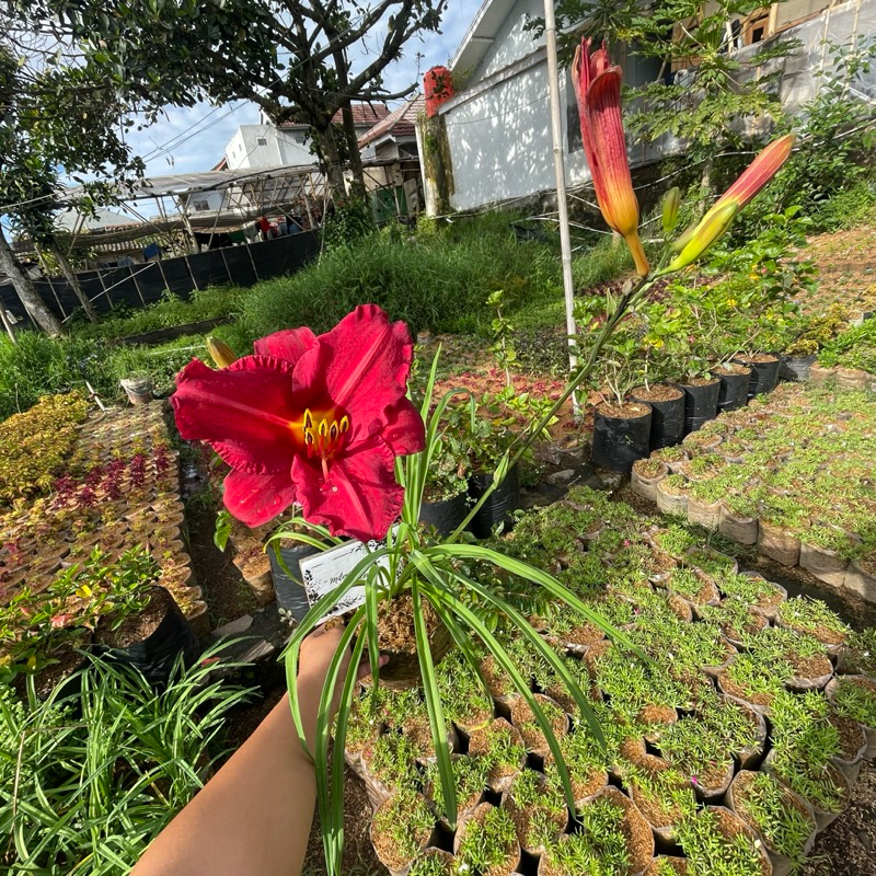 Jual tanaman hias outdoor cala lily merah from milenial garden bunga ...