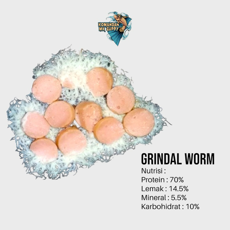 Jual Grindal worm starter bida di budidaya sendiri | Shopee Indonesia