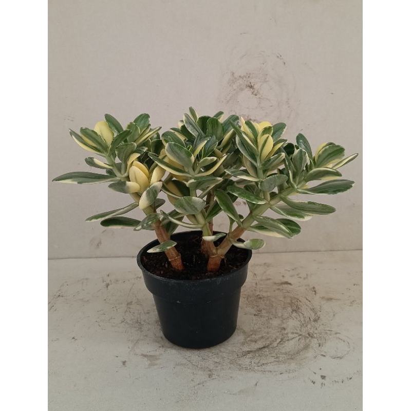 Jual Jade plant var pot 12cm | Shopee Indonesia