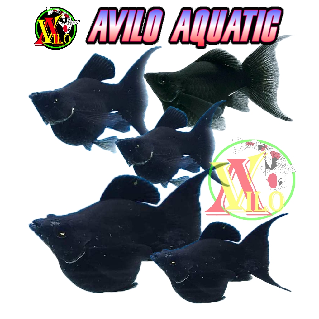 Jual ikan hias molly moli balon black SIZE KECIL cawang cagak rendom ...