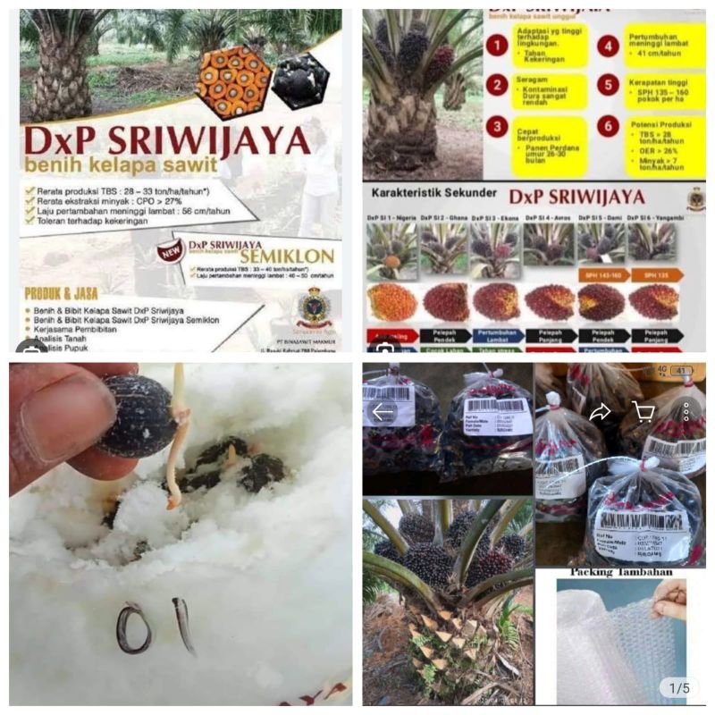 Jual benih kelapa sawit original DxP Sriwijaya CAP SJ5 pelapah pendek ...