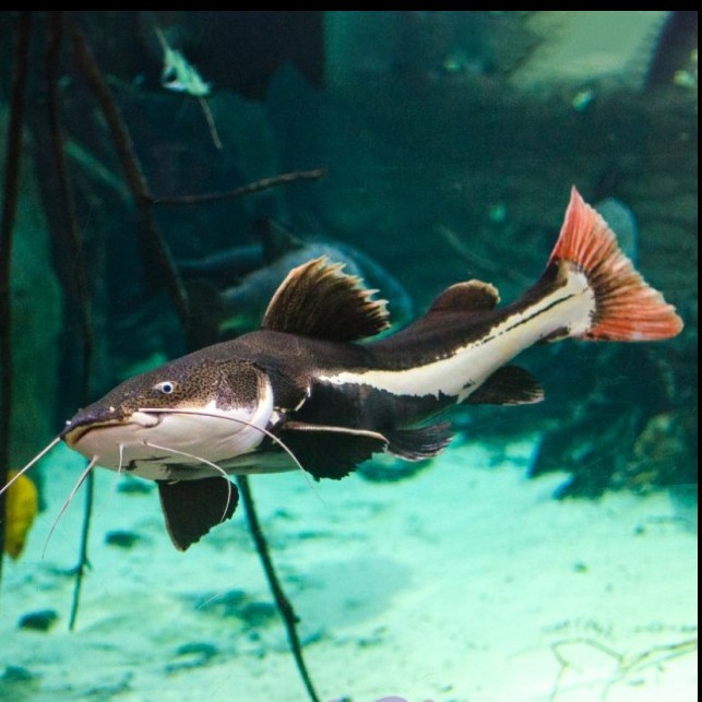 Jual IKAN HIAS RED TAIL CAT FISH / LELE RTC / LELE HIAS AIR TAWAR ...