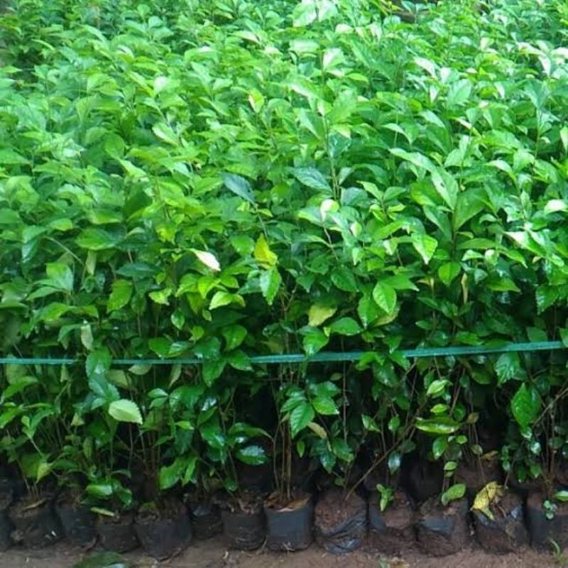 Jual TANAMAN HIAS POHON TEH TEHAN - TANAMAN HIAS UNTUK PAGAR RUMAH ...