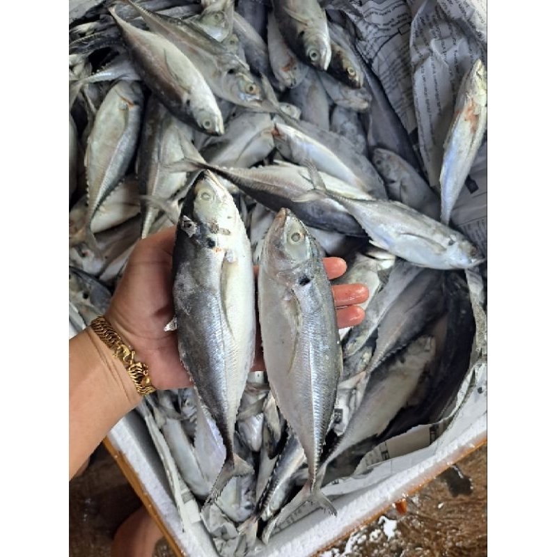 Jual IKAN TENGKEK FRESH BEKU 1KG | Shopee Indonesia