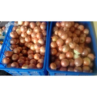 Jual Bawang Bombay Terlengkap & Harga Terbaru Desember 2025 | Shopee ...