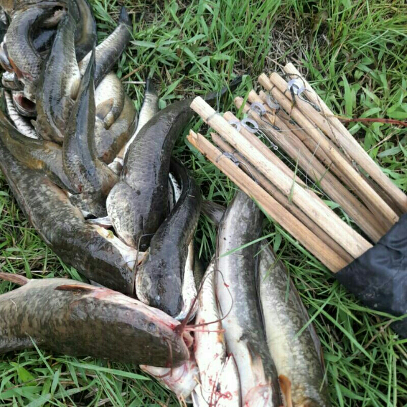 Jual Tajur ikan toman/ tajur ikan lele lembat/ tajur ikan gabus ...