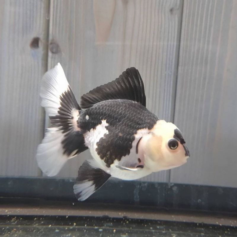 Jual IKAN MAS KOKI PANDA / GOLDFISH -+ 8 cm | Shopee Indonesia