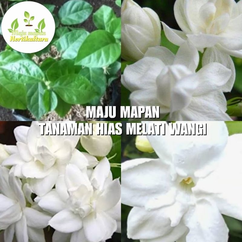 Jual BIBIT BUNGA MELATI (WANGI) SIMBOL KECANTIKAN | Shopee Indonesia