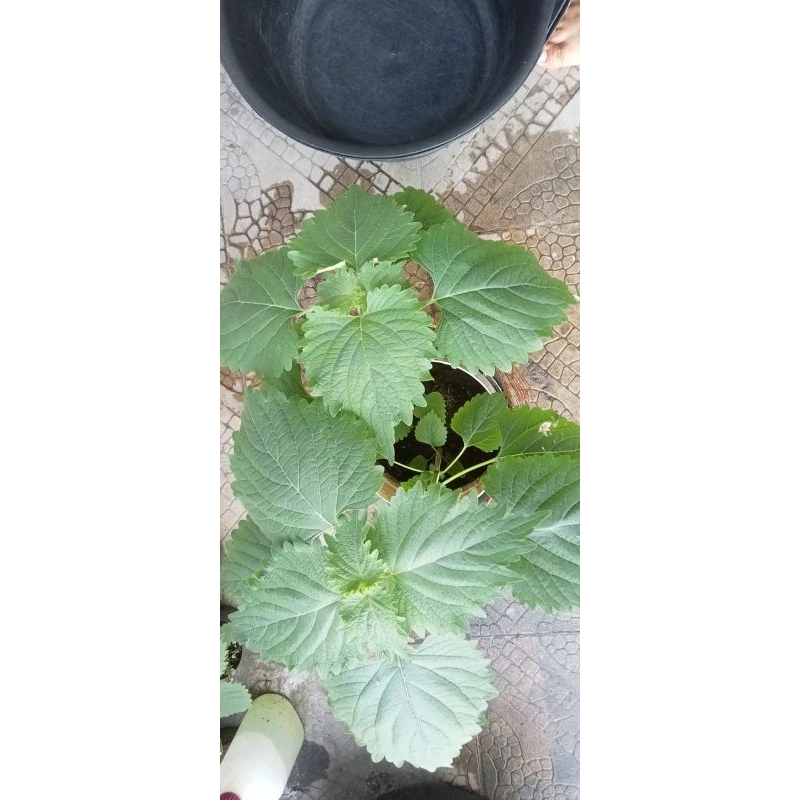 Jual daun matcho (buak chao) / benih matcho (buak chao) | Shopee Indonesia