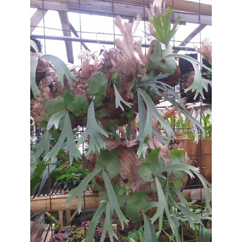 Jual Tanaman Hias Platycerium Tanduk Rusa, Tanaman Simbar, Platycerium ...