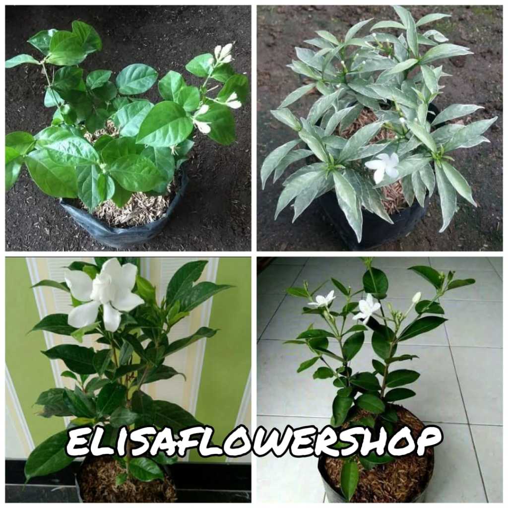 Jual paket 4 tanaman hias melati jasmin kacapiring rambusa dan melati ...