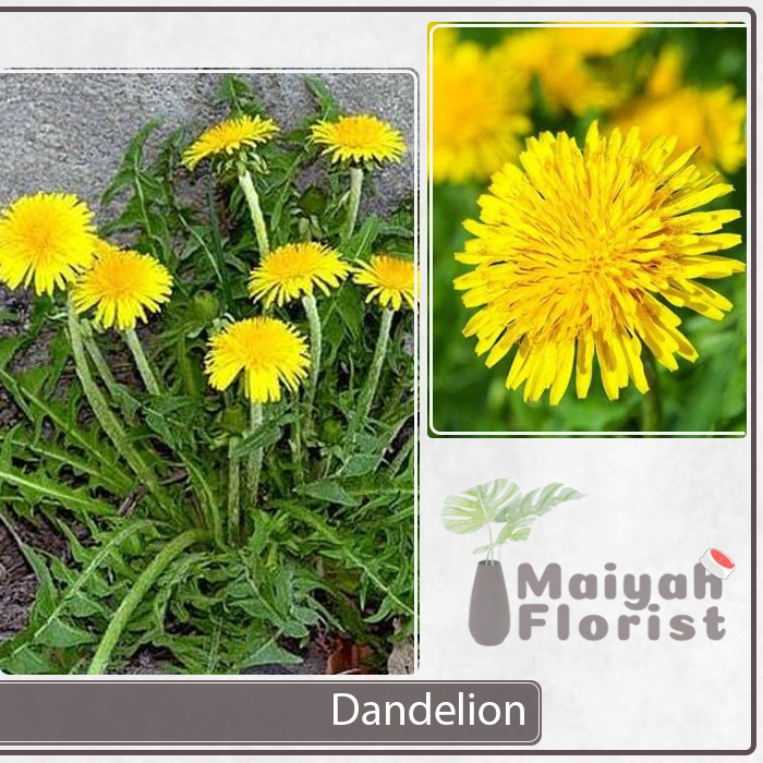 Jual Tanaman Herbal Dandelion - Randa Tapak - Taraxacum | Shopee Indonesia