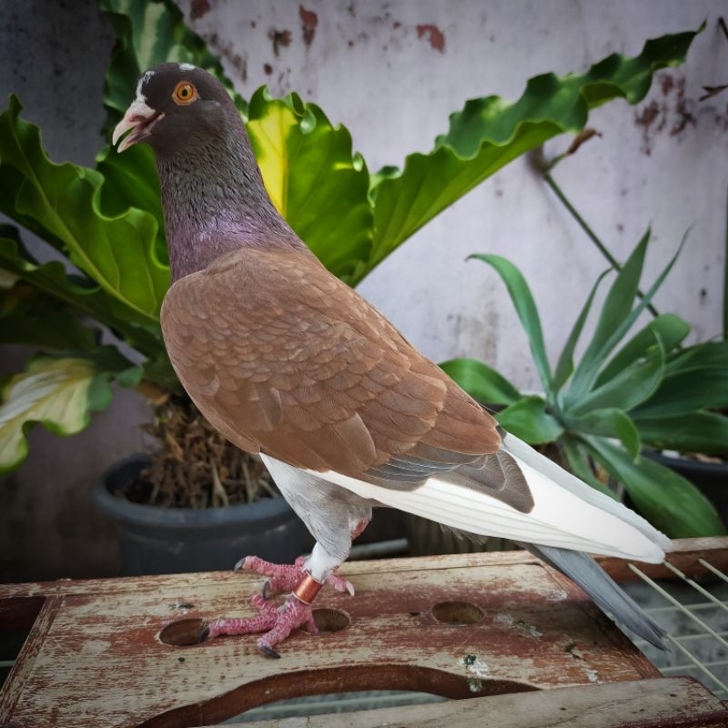 Jual merpati kolong bebas jalan 100m | Shopee Indonesia