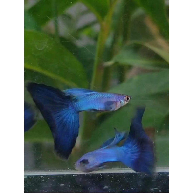 Jual Ikan Hias Guppy Singa Blue Tail /SBT hiasan aquarium | Shopee ...