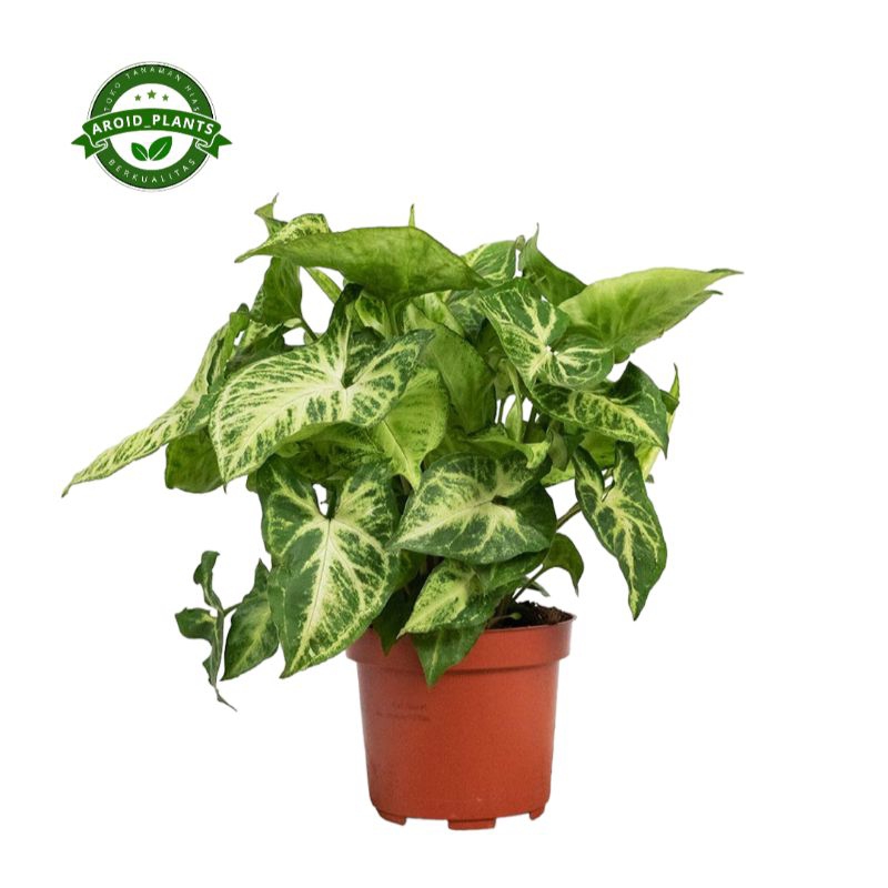 Jual Tanaman Hias Syngonium Nephthytis Arrow - Syngonium Batik | Shopee ...