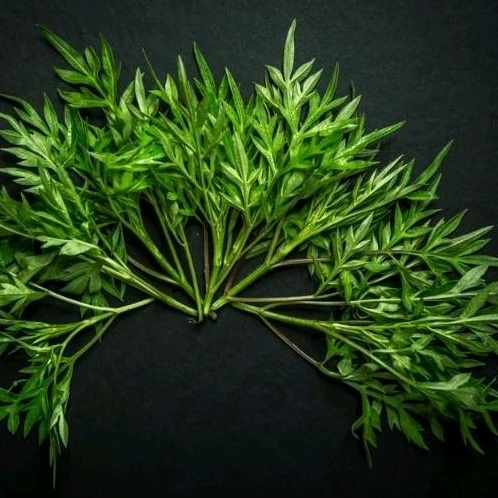 Jual Daun lalapan Daun Kenikir ( Raja Midang ) 100 gram | Shopee Indonesia