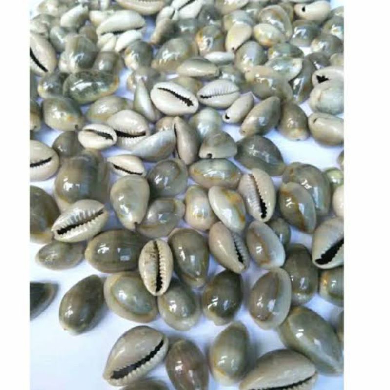 Jual 100 biji kerang kuwuk asli mainan anak tradisional jadul | Shopee ...