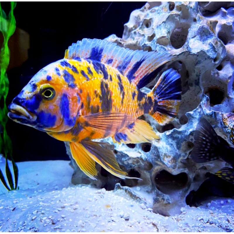 Jual ob peacock cichlid | Shopee Indonesia