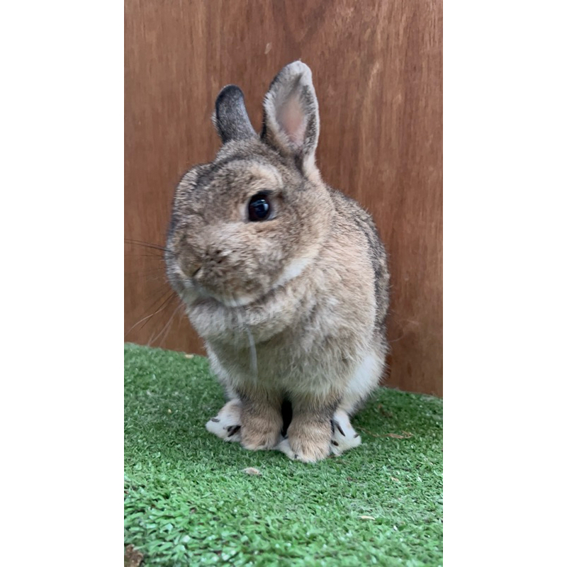 Jual Brood Quality Netherland Dwarf Kelinci Mini | Shopee Indonesia