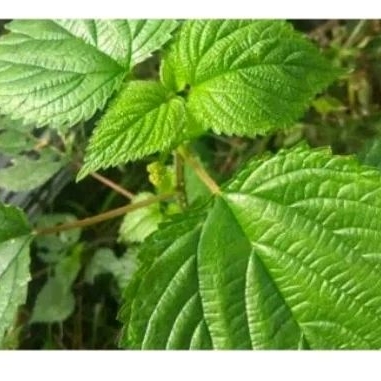 Jual DAUN JELATANG DAUN PULUS GATAL SEGAR 1kg | Shopee Indonesia