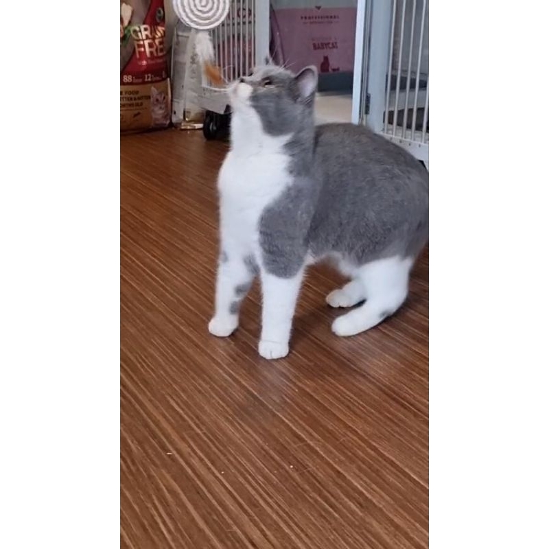 Jual pembayaran bsh bicolor blue | Shopee Indonesia