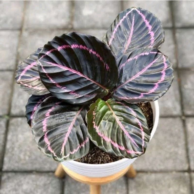 Jual Tanaman Hias Calathea Untuk Tanaman Indoor - Kalatea Tanaman Hias ...