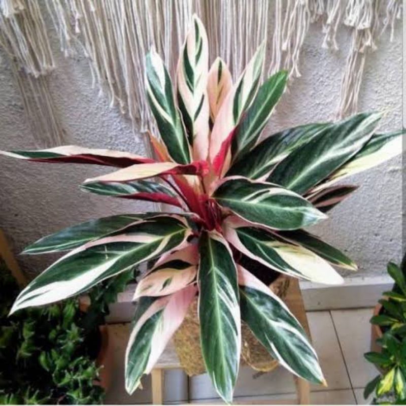 Jual Calathea Tri Colour - Calathea Meranti Bali - Calathea Bendera ...