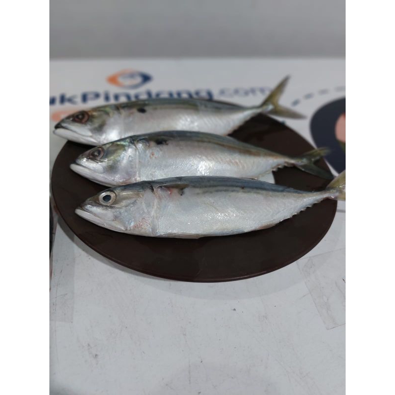 Jual Frozen ikan kembung banyar segar Premium size besar | Shopee Indonesia