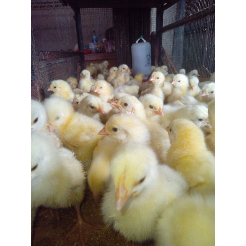 Jual Doc Ayam Broiler Super Vaksin Grade A 1 Box Isi 102 Ekor. | Shopee ...