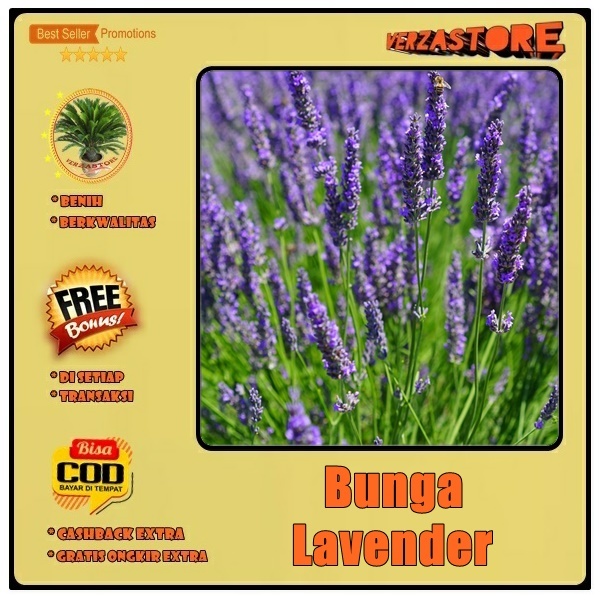 Jual Biji Benih Bunga Lavender Vera English Unggul /10 Biji | Shopee ...