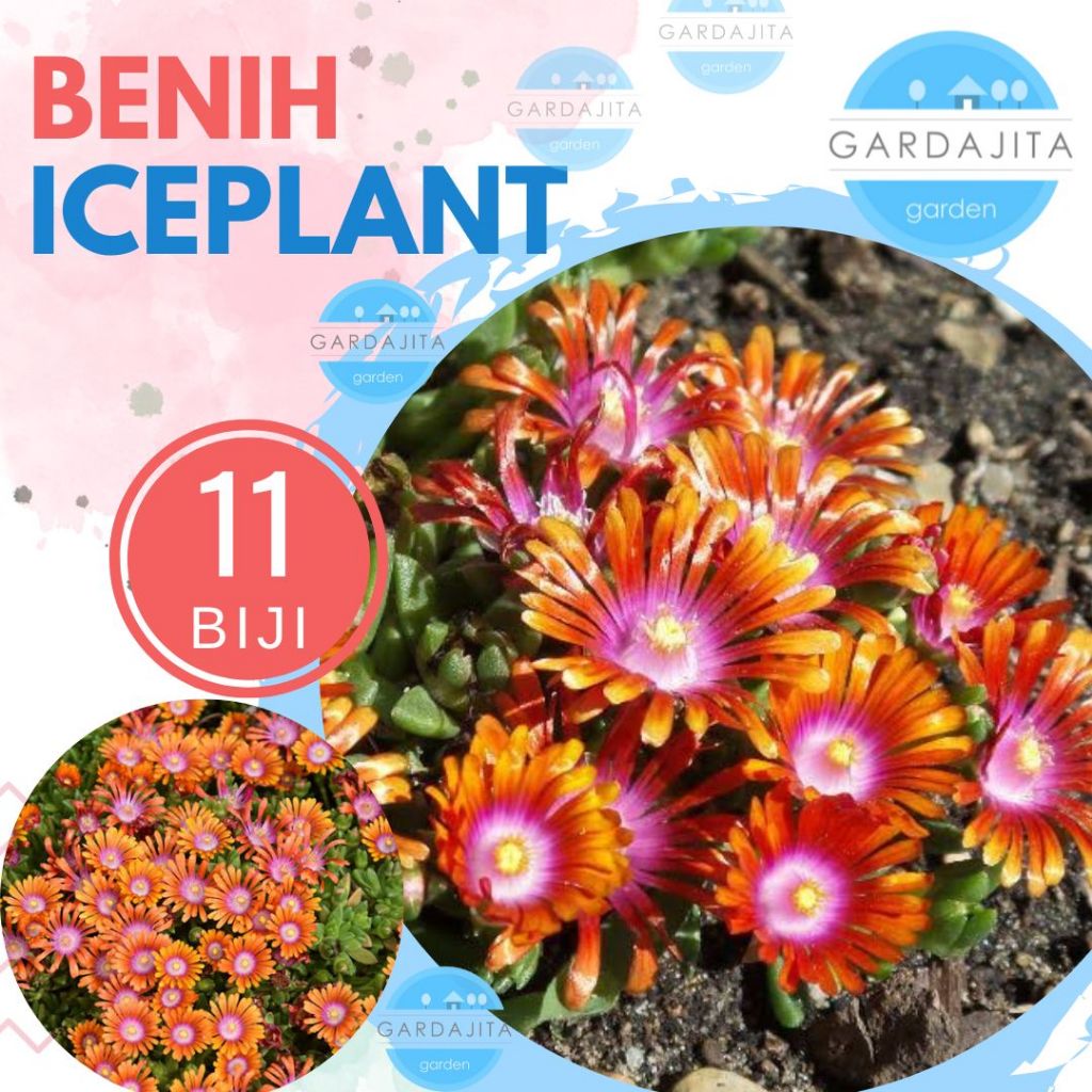 Jual Benih ICE PLANT FIRE [isi-11] - Bunga Linvingstone | Shopee Indonesia