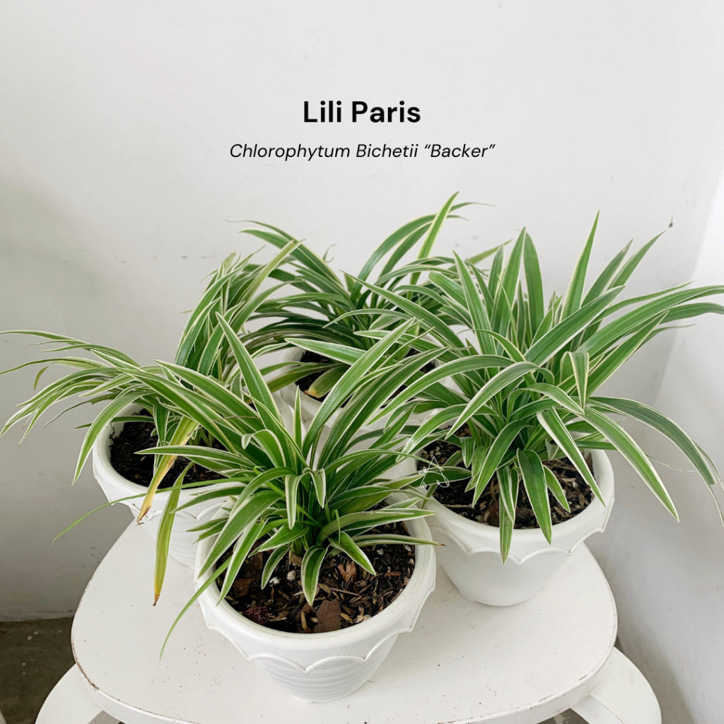 Jual Lili Paris | Chlorophytum bichetti 'Backer' | Lily Paris | Ivy ...