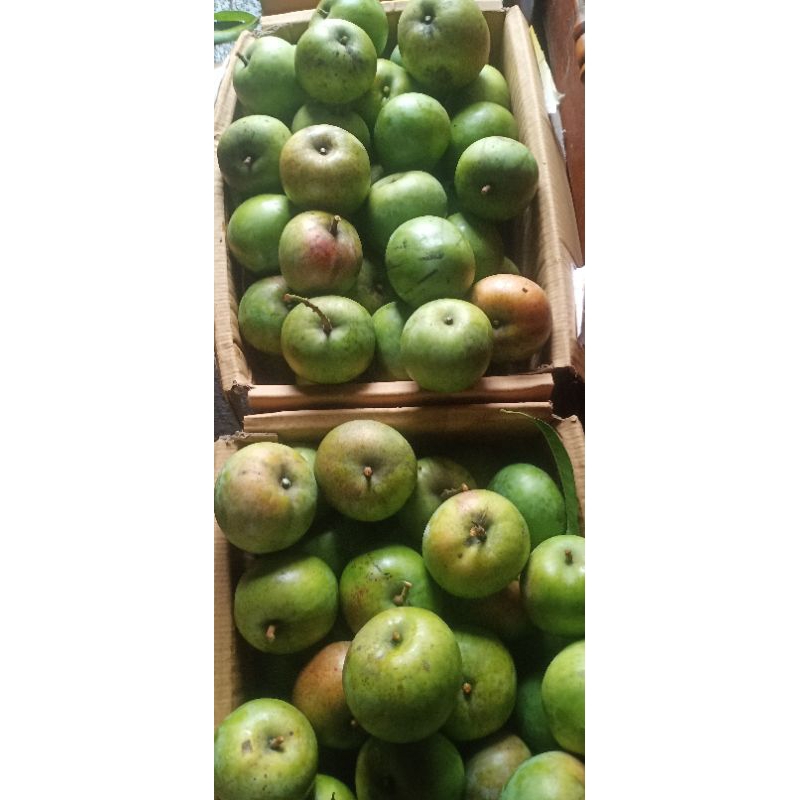 Jual MANGGA APEL GINCU FREES MENTAH /MANGGA APEL GINCU MATENG 1KG ...
