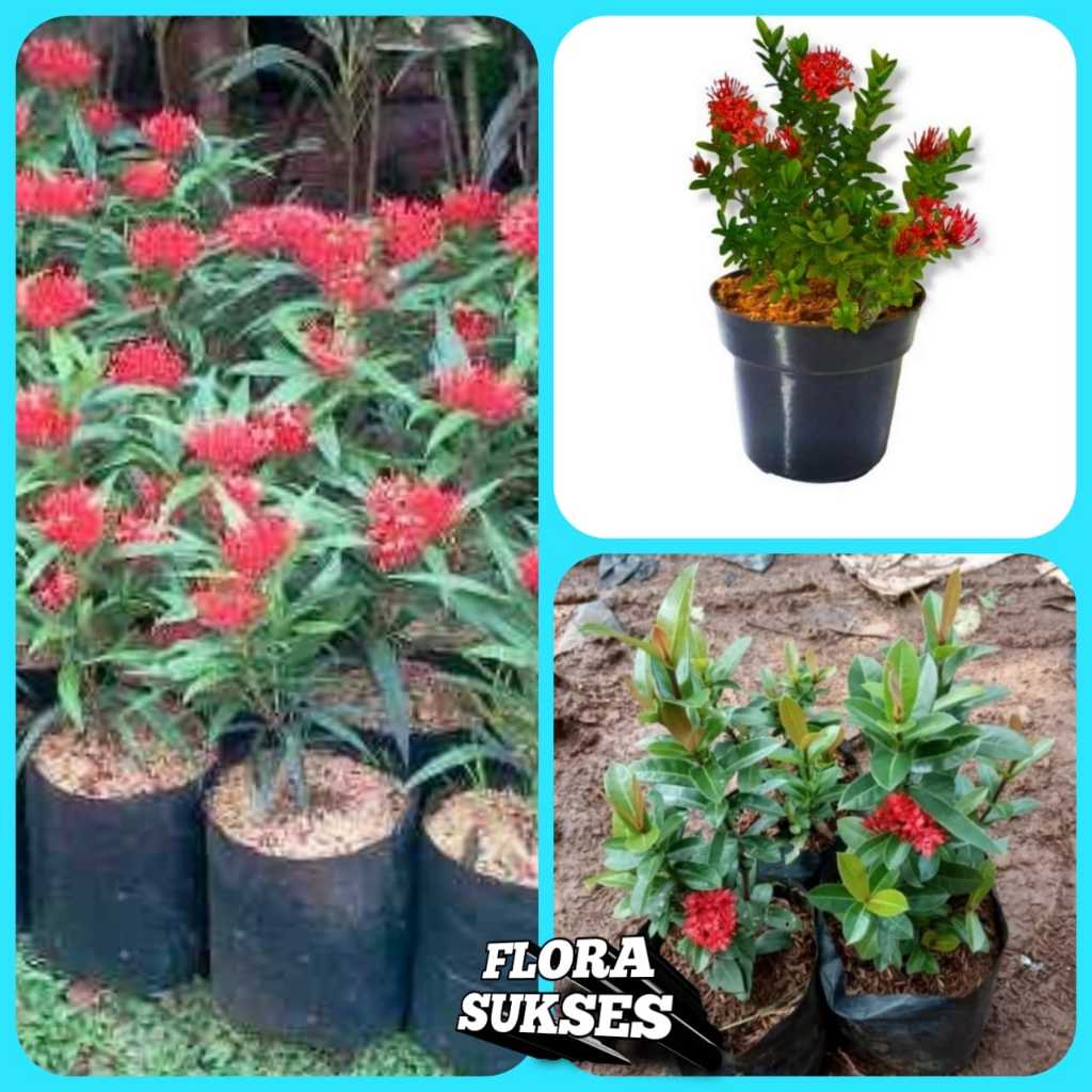 Jual Bunga Asoka India Tanaman Hias Bunga Soka India | Shopee Indonesia
