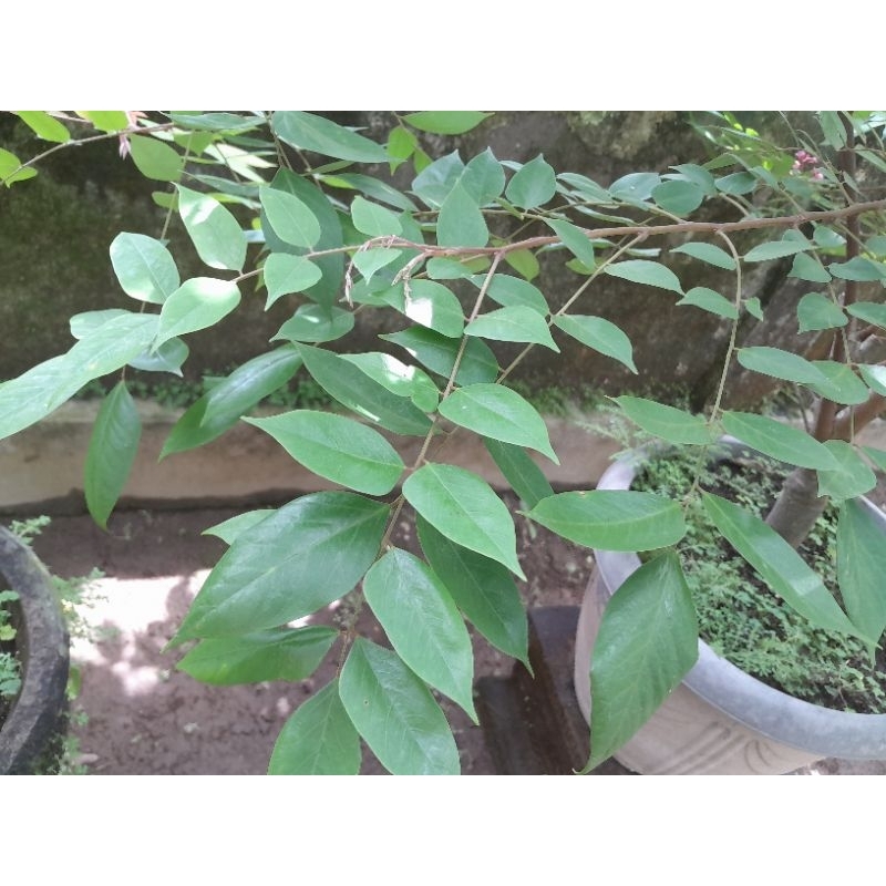 Jual (4 lembar daun) Daun belimbing buah segar | Shopee Indonesia