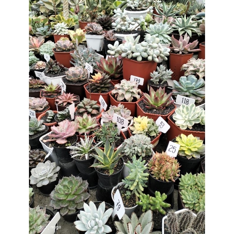 Jual Tanaman paket 281024 part 1 | Shopee Indonesia