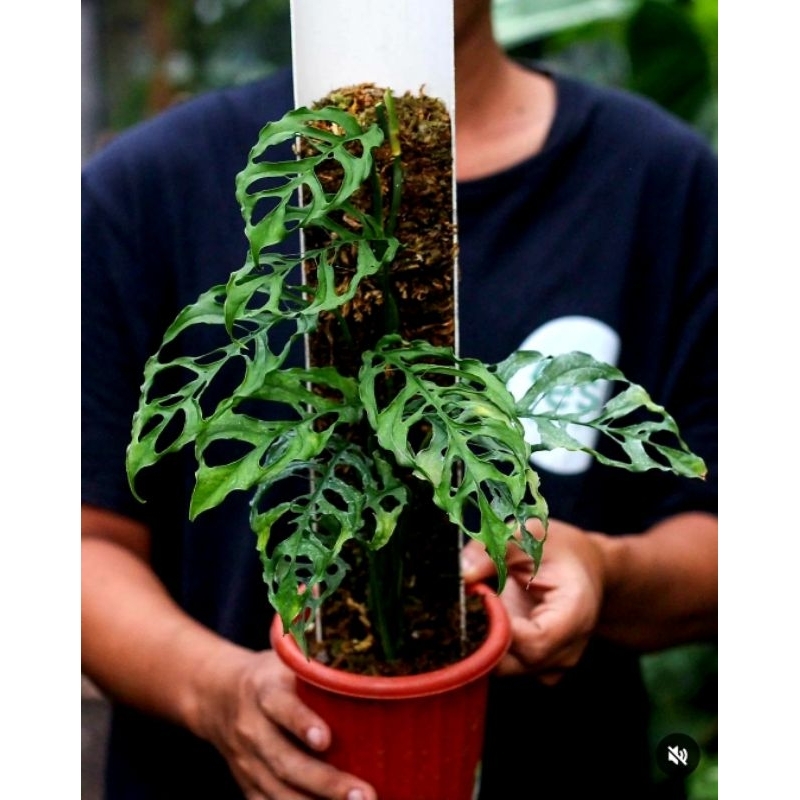 Jual Tanaman Hias Monstera Obliqua Peruvian Bunga Hias Monstera Obliqua ...