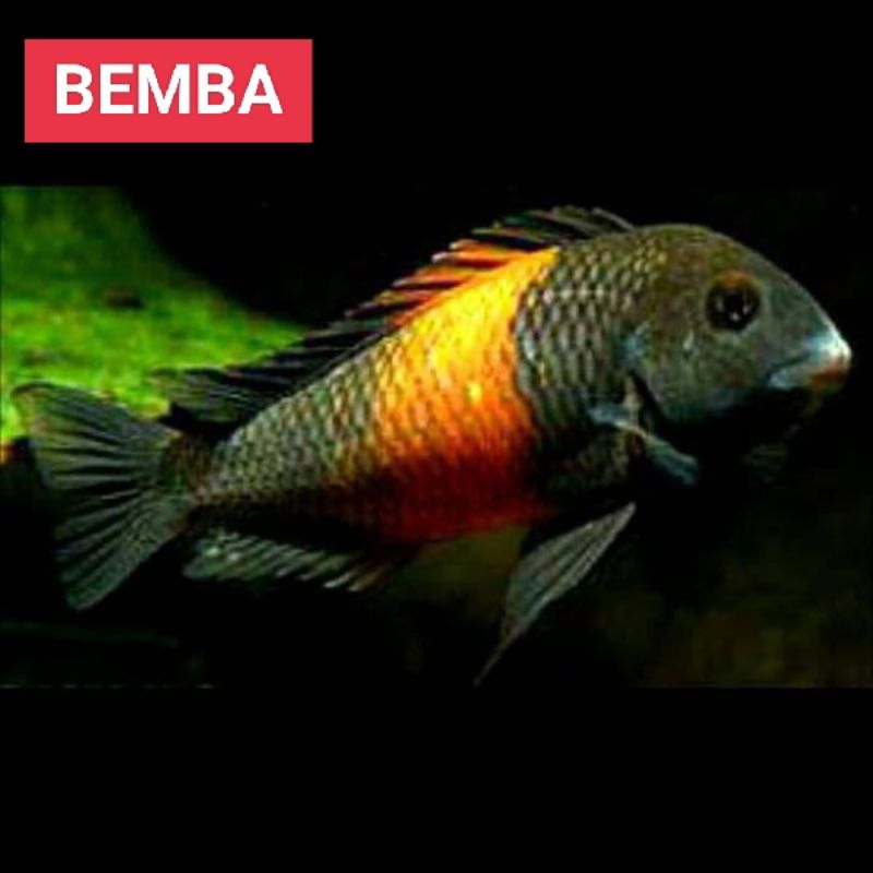 Jual tropheus bemba cichlid | Shopee Indonesia