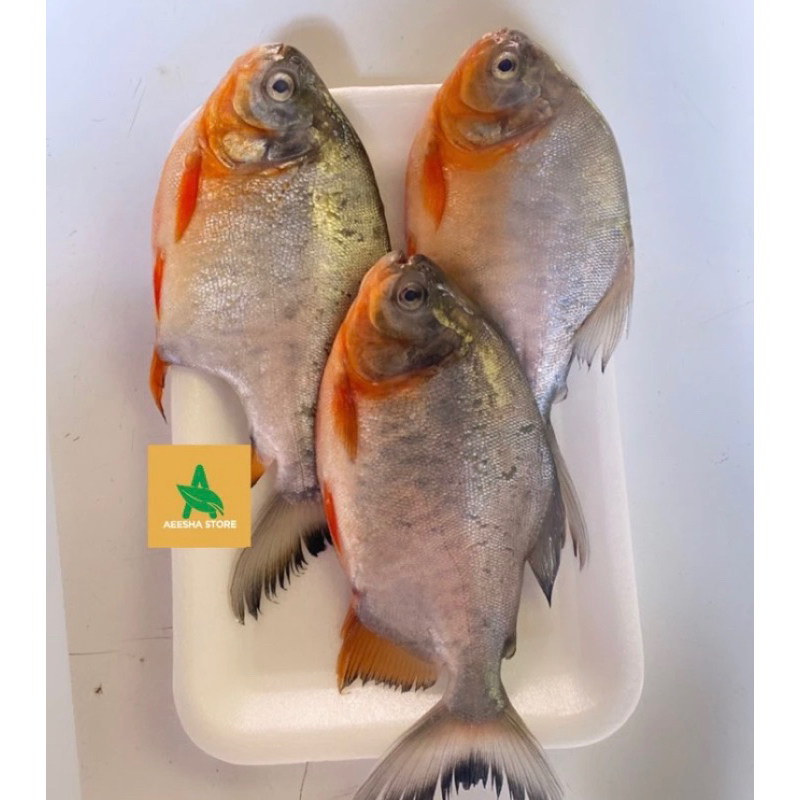 Jual Ikan Bawal Merah 1kg | Shopee Indonesia