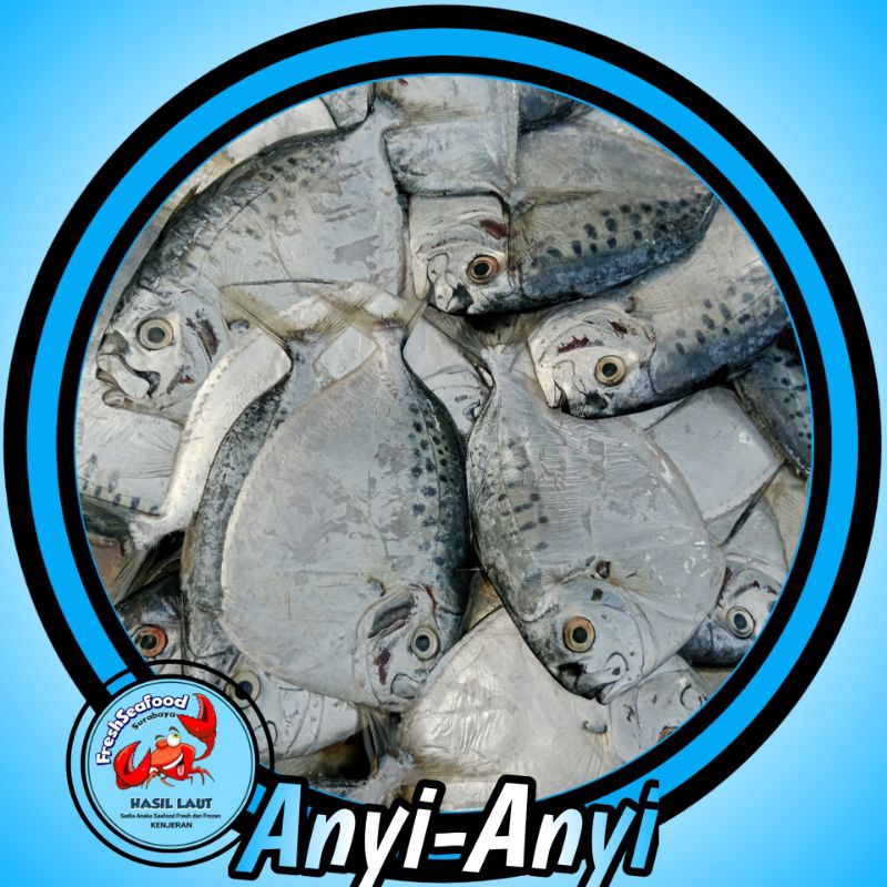 Jual IKAN ANYI ANYI SEGAR 1kg | Shopee Indonesia