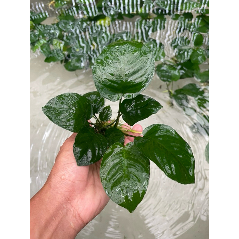 Jual Anubias broadleaf jumbo tanaman aquascape/aquarium | Shopee Indonesia