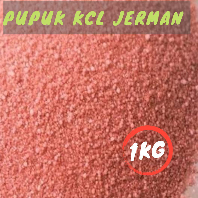 Jual Pupuk KCL (Kalium Clorida) Super Jerman 1KG Penyubur Mempercepat ...