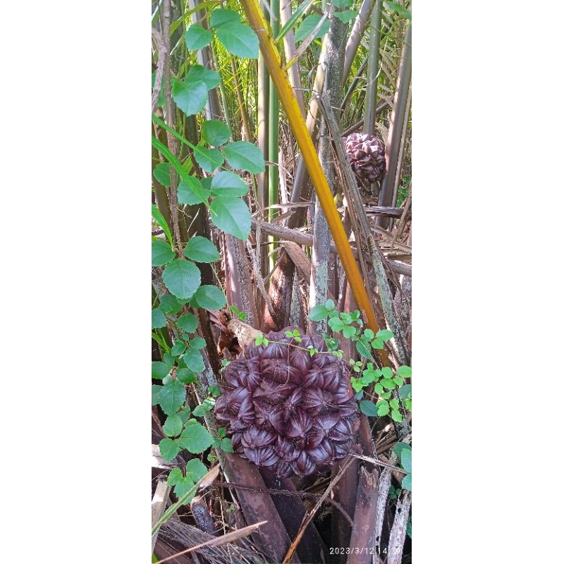 Jual buah dahon buah nira 1 kg | Shopee Indonesia