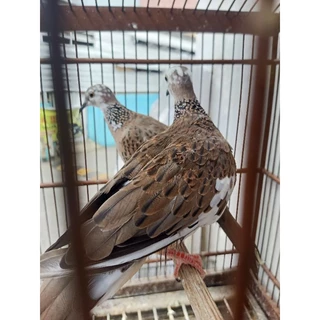 Jual Burung Tekukur Terlengkap & Harga Terbaru Juli 2024 | Shopee Indonesia