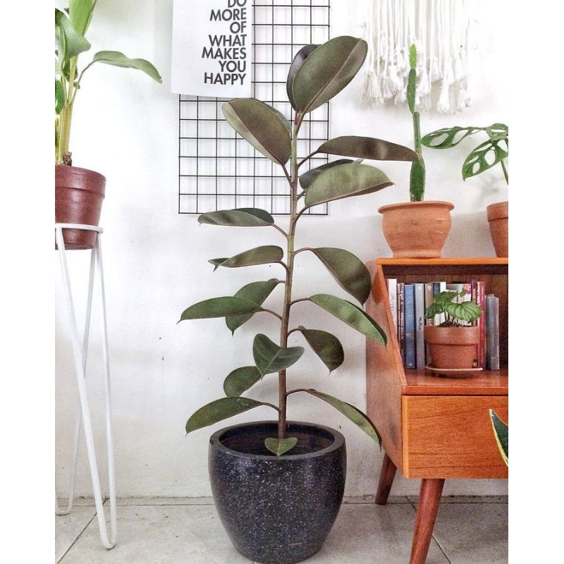 Jual tanaman ficus elastica atau karet kebo tinggi 80cm - 1 meter ...