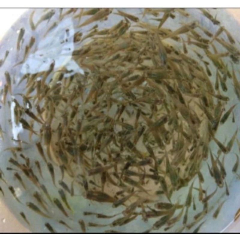 Jual ikan impun/cere pakan ikan perbungkus | Shopee Indonesia