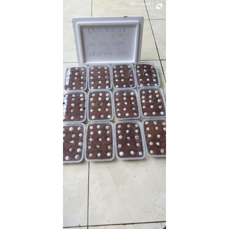 Jual telur bulus siapmenetas | Shopee Indonesia