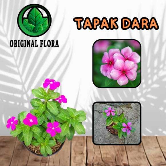 Jual Tanaman Hias Tapak Dara Tanaman Herbal Tapak Darah | Shopee Indonesia